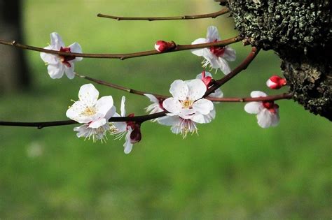 梅と桜と雪柳 ぶらり散歩 四季折々フォト日記