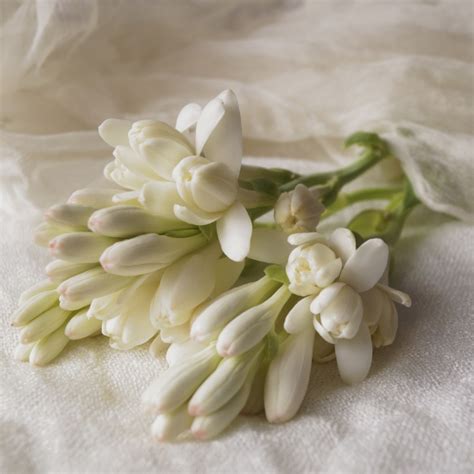 Essential Oils And Essential Oils Diffuser Tuberose Absolute