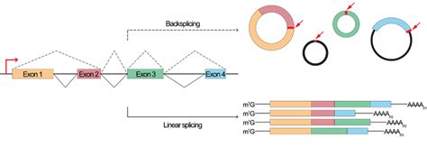 Linear Vs Circular Splicing Circular Rnas Circrnas Are Formed From