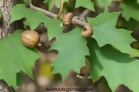 A Comprehensive Guide To Identifying Acorn