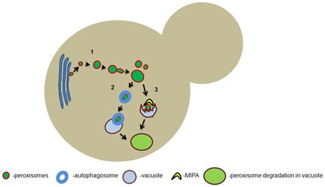 Hypothetical Model Of Peroxisome Formation And Degradation In Yeast De