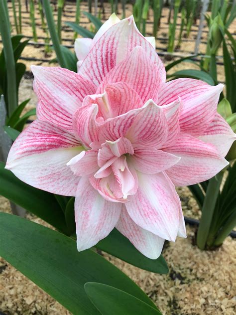 Candy Belle Amaryllis Bulbs Bulb And Blossom
