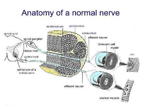 Mrc Centre For Neuromuscular Disease Neuropathies Associated With