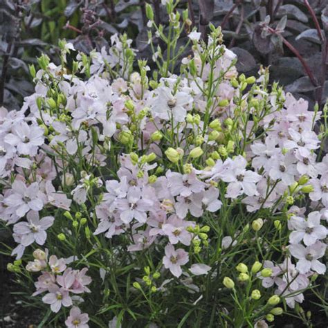 Delphinium Grandiflorum Summer Morning Perennial Resource