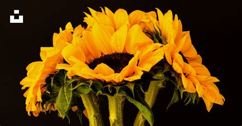 테이블 위에 노란 해바라기로 가득 찬 꽃병 사진 Unsplash의 무료 푸에블라 이미지