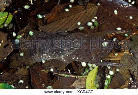 Surinam Toad Pipa Pipa Breeding Pair In Amplexus Mating Tambopata Stock Photo Alamy
