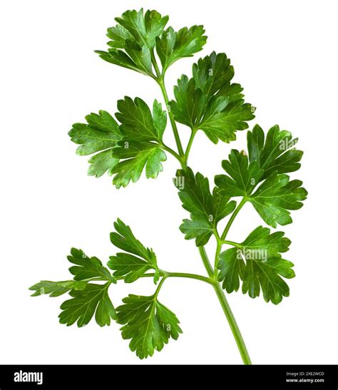Sprig Of Parsley In Full Focus Isolated On White Background For Design