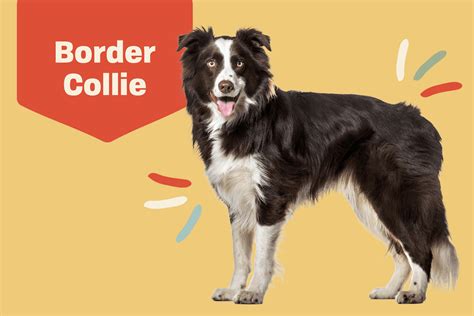 Border Collie Available For Adoption New England Border Collie