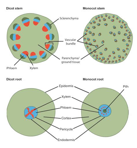 Dicot Vs Monocot Root