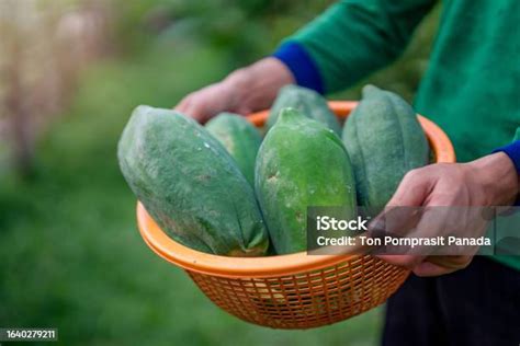 유기농 정원에서 자란 파파야 바구니를 들고 있는 손 가장 인기있는 음식은 파파야 샐러드 또는 솜 탐입니다 건강한 생활방식에 대한 스톡 사진 및 기타 이미지 Istock