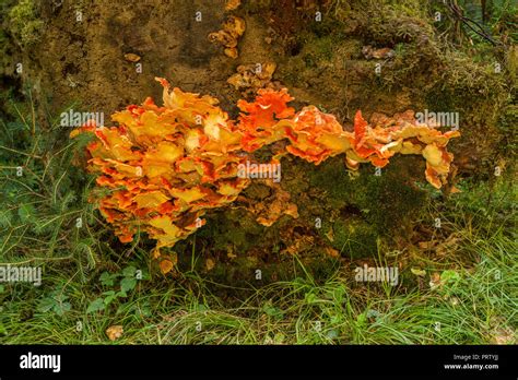 Polypores Aka Bracket Fungi Or Shelf Fungi Growing On Tree Stump
