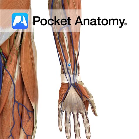 Median Nerve Pocket Anatomy