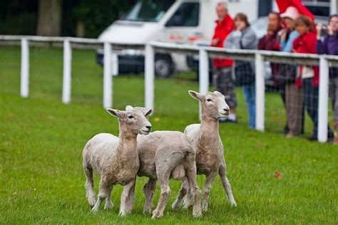 Sheepgoatmarkedassheep Object Detection Dataset By Sheep