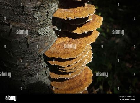 Shelf Fungus Grows From A Tree Trunk Stock Photo Alamy