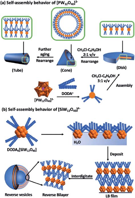 Graphical Representation Of The Dynamic Self Assembly Behaviour Of Download Scientific Diagram