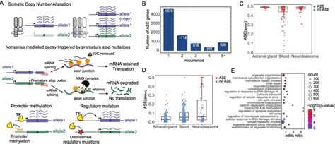 Allele Specific Expression Analysis In Neuroblastoma A Four Example