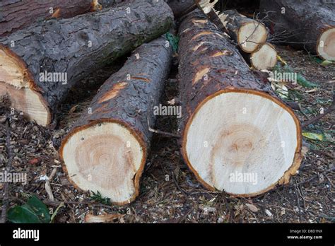 Close Up Wooden Tree Trunk Showing Age Rings And Lines Stock Photo Alamy