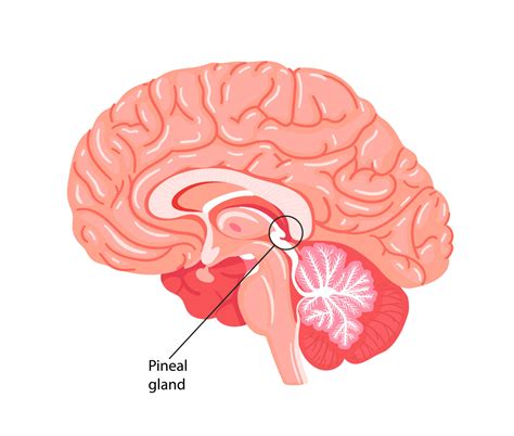 Pineal Gland Anatomy Overview Gross Anatomy Microscop
