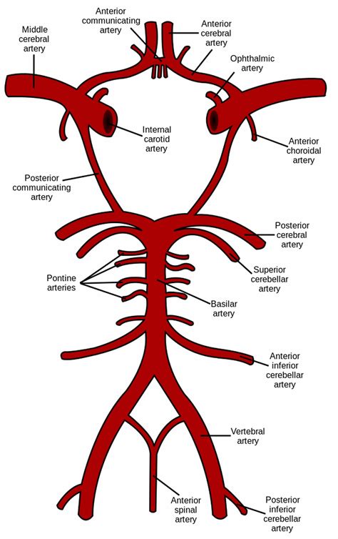 Cerebral Circulation Cerebral Circulation Anatomy Venous Circulation Of The Brain And Csf