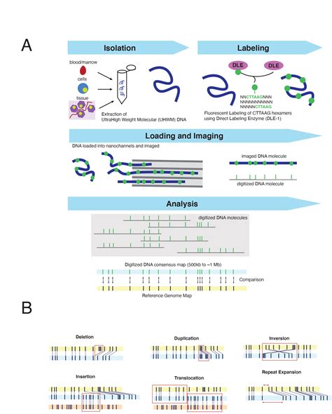 Optical Genome Mapping A ‘tool College Of American Pathologists