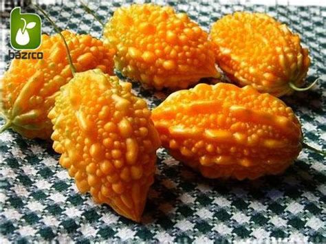 بذر میوه کمیاب جگر زلیخا یا خربزه جذامی Balsam Pear