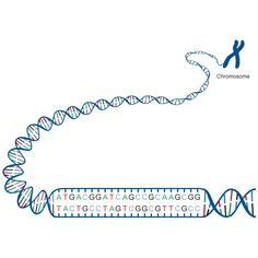 Biology Unit DNA To Proteins Biology Biology Units Teaching Biology