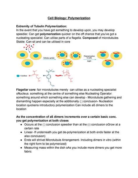 Cell Biology Polymerization Cell Biology Polymerization Extremity Of