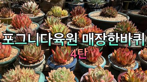 포그니다육원 매장한바퀴 4탄 부천다육다육매장매혹의창매창 Youtube