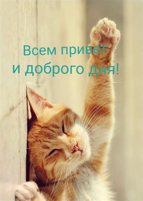 Пин от пользователя Gulnara на доске ПРИВЕТ ВСЕМ Кошки Милые котики Кошачьи лапы