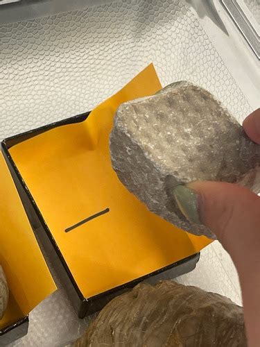 Fossil Identification Flashcards Quizlet Fossil Identification Flashcards Quizlet