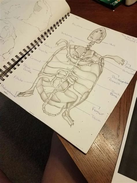Sea Turtle Bone Structure