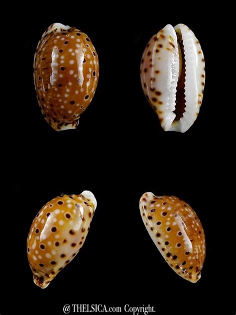 Naria Thomasi 139 Mm Gem Thelsica