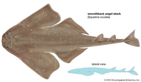 Angel Shark Habitat Diet And Size Britannica