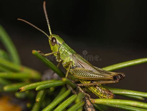 A Small Green Grasshopper Sits On The Needles Of A Spruce Branch Stock