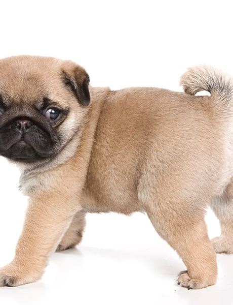 The Pug All About The Breed