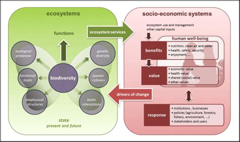 Conceptual Framework For Eu Wide Ecosystem Assessment Source