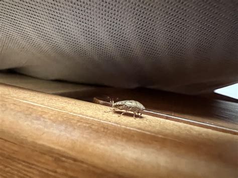 Bed Bug Not Sure If I Should Cancel My Stay Rwhatisthisbug