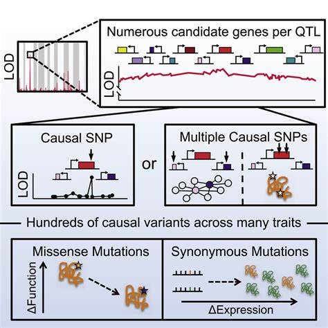 Mapping Causal Variants With Single Nucleotide Resolution Reveals Biochemical Drivers Of