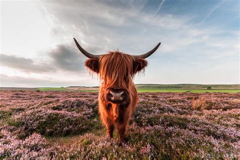 Photograph Of Baslow Edge By James Grant 9906 Photohound