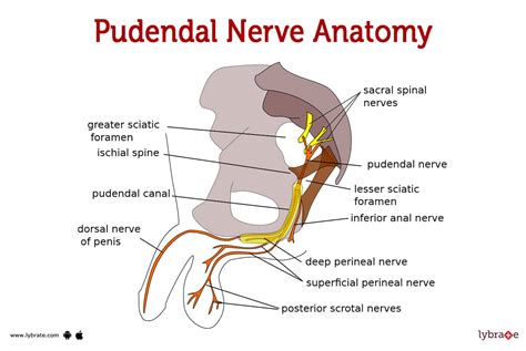 Cyclists Syndrome Pudendal Neuralgia Recovery Advise And 58 Off
