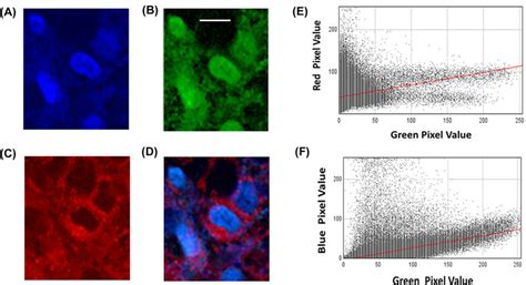 Subcellular Localization Of Rgn Gfp In Cos 7 Cells Cos 7 Cells Download Scientific Diagram