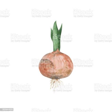 흰색 배경에 고립 된 꽃의 수채화 전구 손으로 그린 양파 클립아트로 디자인하세요 정원 일러스트레이션 귀여운 봄 예술 양파에 대한 스톡 벡터 아트 및 기타 이미지 Istock