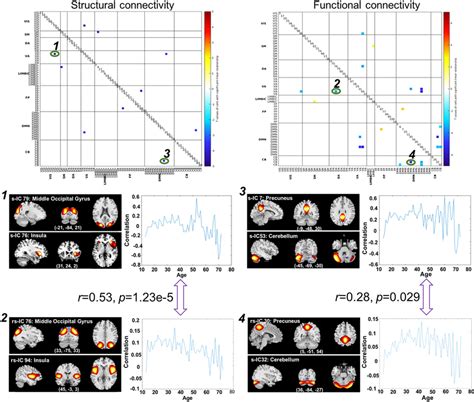 The Cells Presenting Similar Inverted U‐shape Relationship With Age Download Scientific Diagram