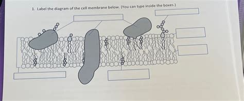 Solved Label The Diagram Of The Cell Membrane Below You
