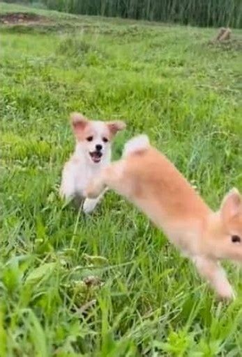 잔디밭에서 폴짝 뛰어가는 토끼 잡겠다면서 짤막한 다리로 열심히 뛰는 웰시코기 네이버 포스트