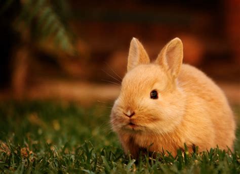 [100 ] Cute Bunny Rabbits Wallpapers