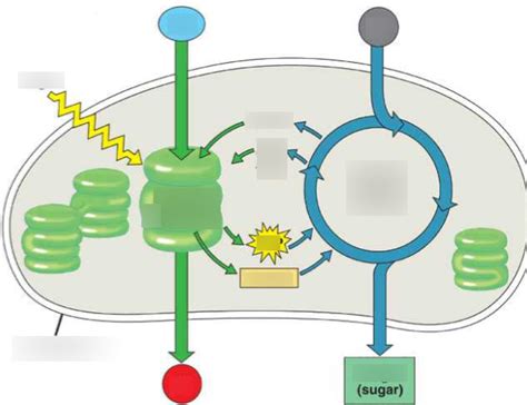 Chapter 8 Photosynthesis Cell Diagram Diagram Quizlet
