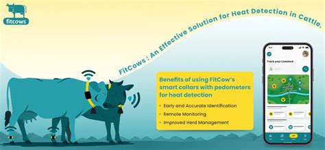 FitCow The Most Effective Solution For Heat Detection In Cattle