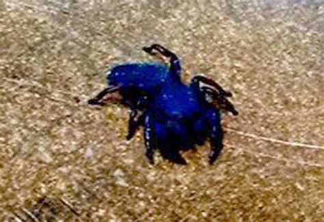 Bold Jumping Spider All You Need To Know In A Nutshell Whats That Bug
