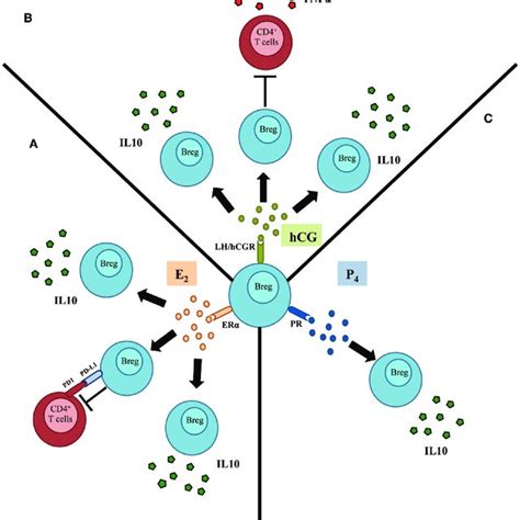 Schematic Representation Depicting The Influence Of Female Sex Download Scientific Diagram